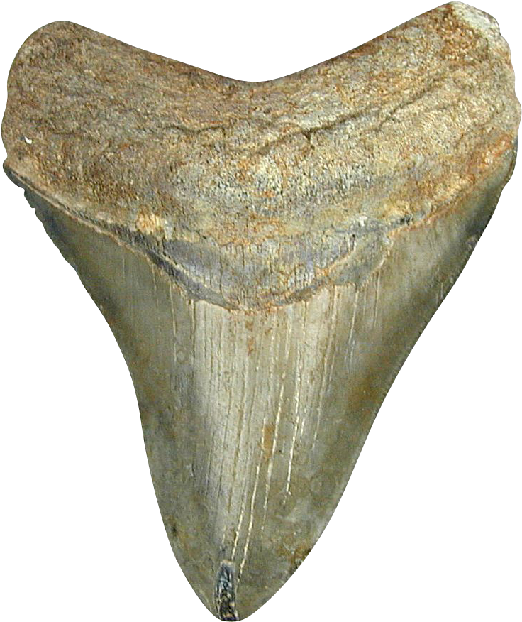 Download HD Shark Tooth Png Transparent PNG Image - NicePNG.com