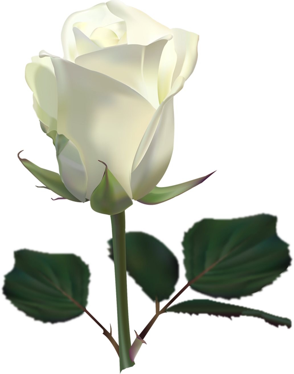Download White Rose Images Download - HD Transparent PNG - NicePNG.com