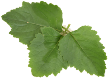 Download HD Patchouli Transparent Transparent PNG Image - NicePNG.com