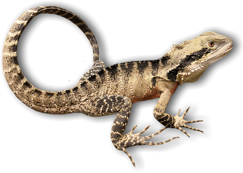 Download About Kuranda, Tropical Queensland - Transparent Rainforest ...