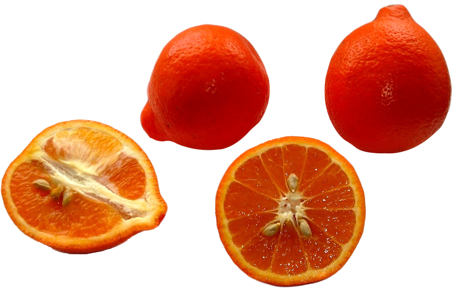 Download Minneola Tangerines Png Image - Tangelo - HD Transparent PNG ...