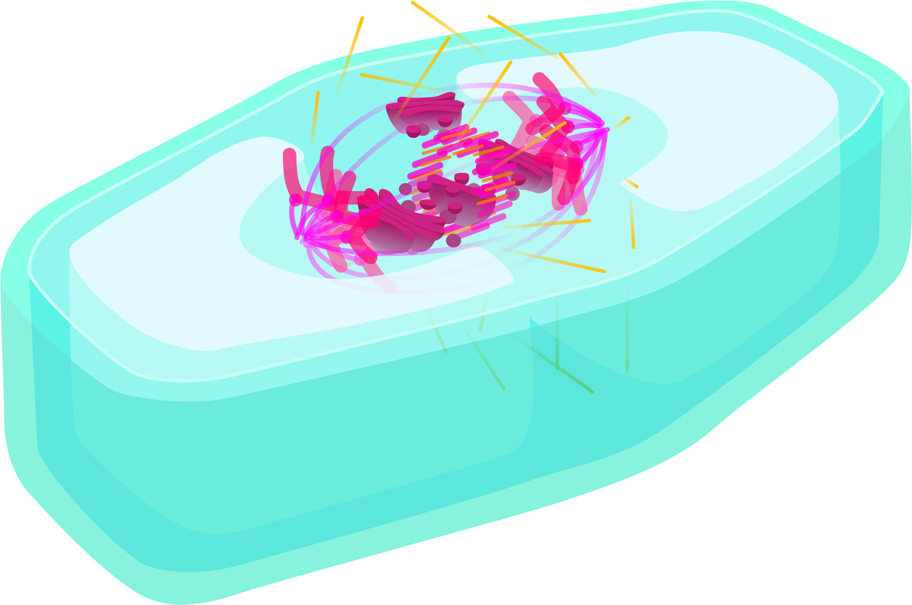 Download Open - 2000px Plant_cell Prophase - HD Transparent PNG ...