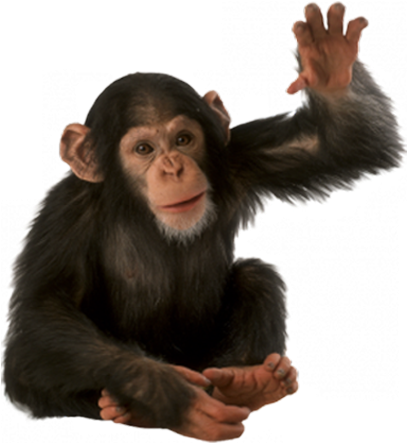 Download Transparent Background Monkey Png - HD Transparent PNG ...
