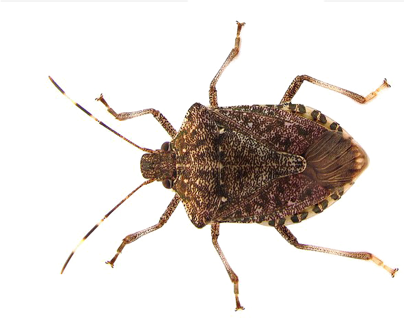 Download Stink Bug Png Photo - Brown Stink Bug Drawing - HD Transparent ...