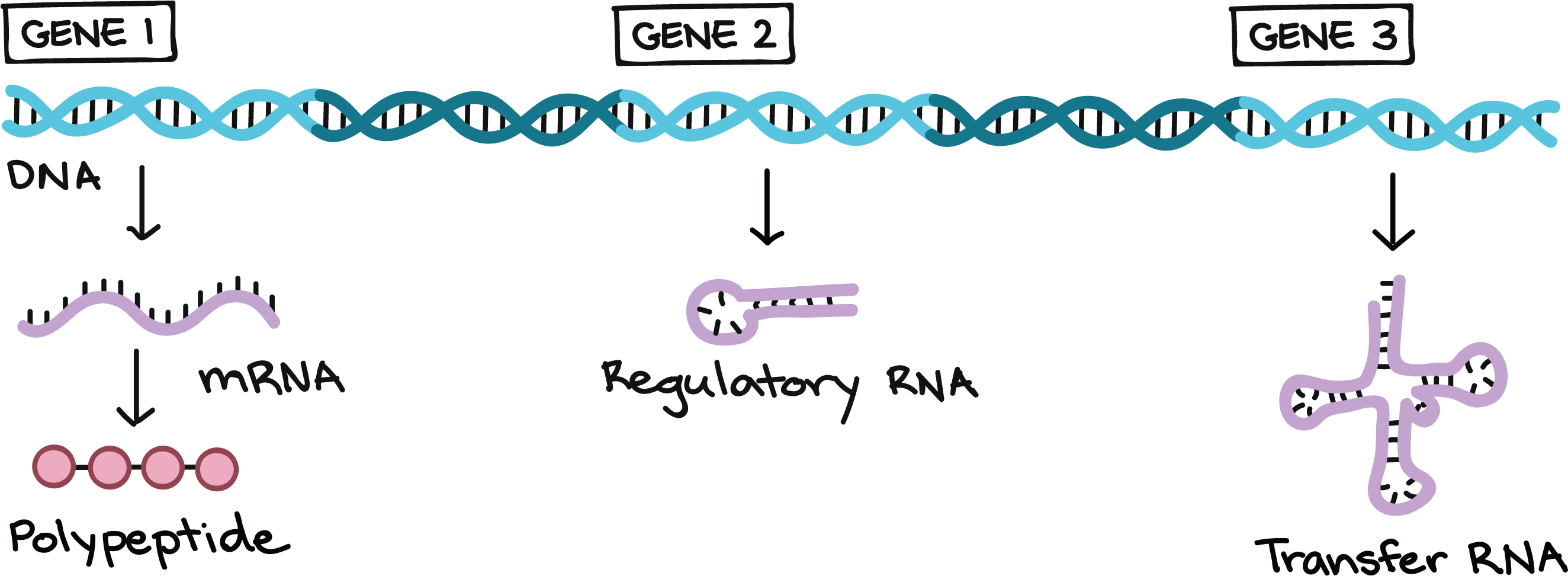 Download Dna Structure Clipart Genetic Trait - Genes Located On Dna ...