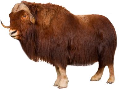 Download Arctic Animals Musk Ox Transparent - HD Transparent PNG ...