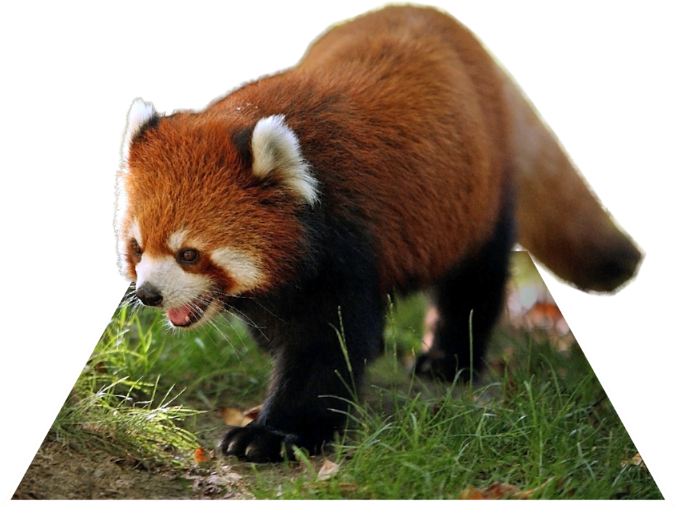 Download Red Panda Png - Red Panda - HD Transparent PNG - NicePNG.com