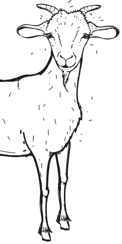 Download Goat Milk - Illustration - HD Transparent PNG - NicePNG.com