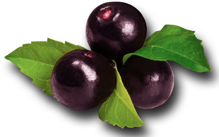Download Acai Isolated - Acai Berries - HD Transparent PNG - NicePNG.com