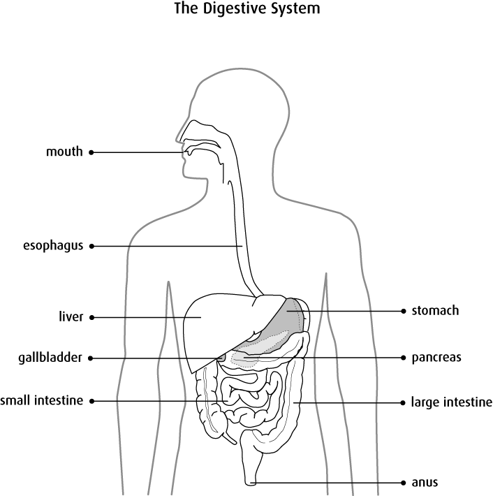 Download Diagram Of The Digestive System - Abdomen Anatomy Black And ...