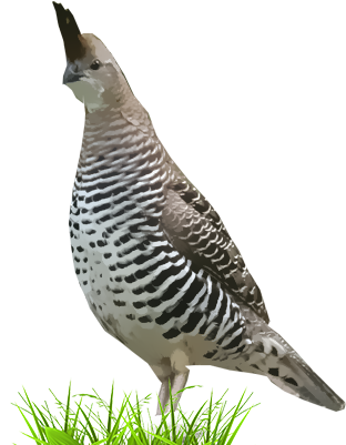 Download HD Quail Transparent PNG Image - NicePNG.com