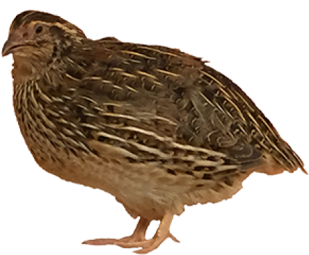 Quail Png