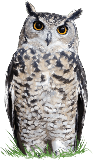 Download Buho Real Png - Buho Nival Png - HD Transparent PNG - NicePNG.com