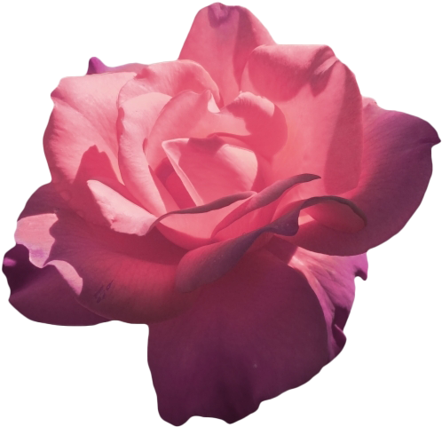 Download Magenta Roses - Flower Aesthetic Png - HD Transparent PNG ...