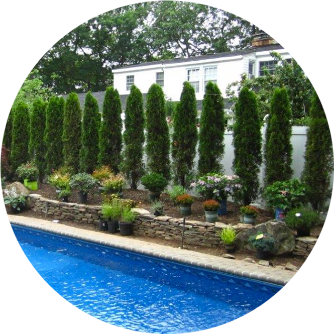 Download Ornamental Trees And Shrubs - Landscaping Tree - HD ...