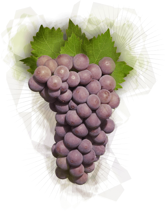 Download HD Pinot Gris Grapes Transparent PNG Image - NicePNG.com