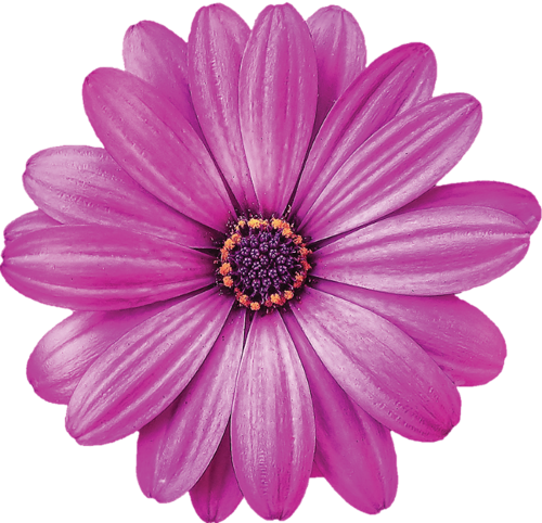 Beautiful Single Flower Images Hd | Best Flower Site