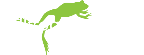 Download HD Bullfrog Transparent PNG Image - NicePNG.com