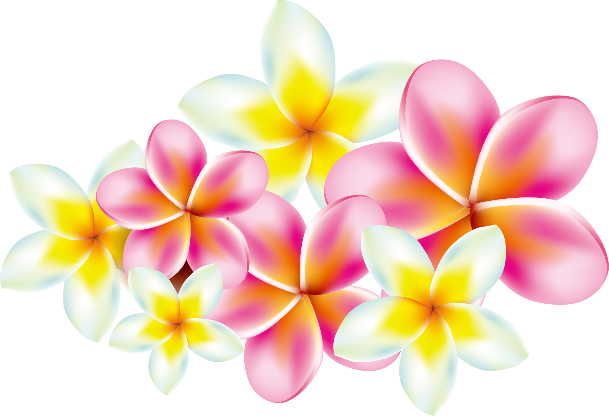 Download HD Flower Frangipani Clip Art - Free Plumeria Border Png ...