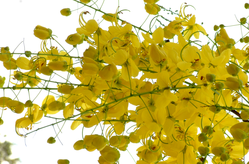 Download HD Kanikkonna Png - Kanikonna Transparent PNG Image - NicePNG.com