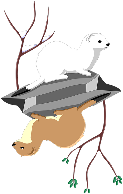 Download HD Stoat Transparent PNG Image - NicePNG.com