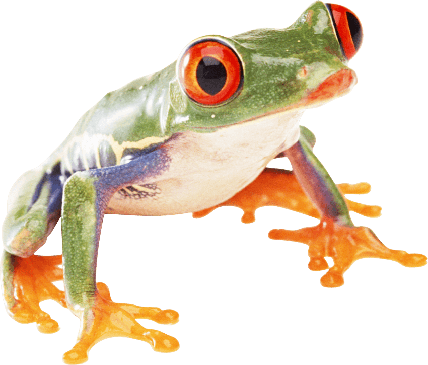 Download Free Png Frog Png Images Transparent - Frog Transparent Png ...