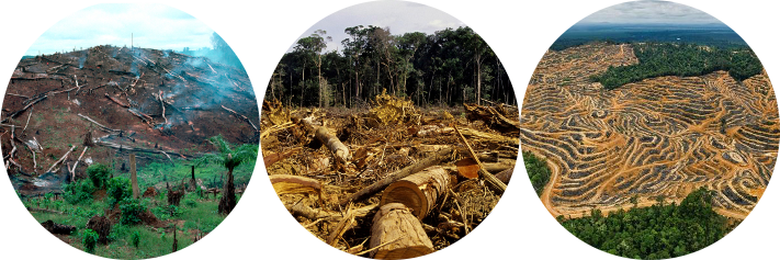 Download Déforestation Massive - Deforestation By Richard Spilsbury ...