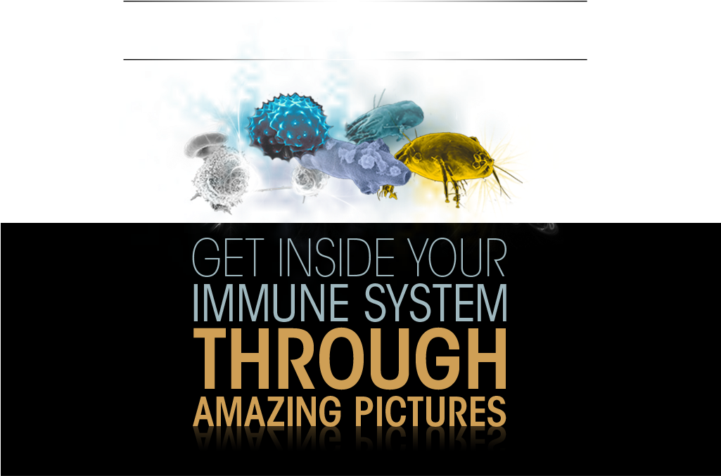 Download Your Immune System Through Amazing Pictures - Immune System ...
