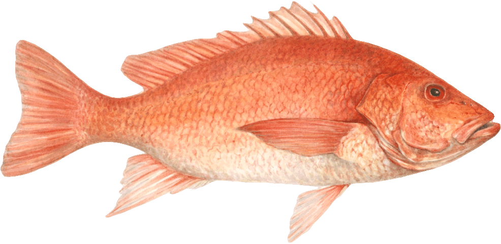 Download Snapper - Red Snapper Png - HD Transparent PNG - NicePNG.com