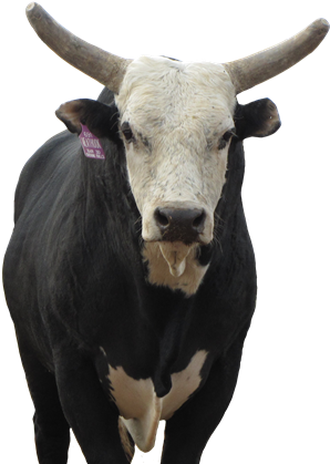 Download Meat Hook - Pbr Bull Meat Hook - HD Transparent PNG - NicePNG.com