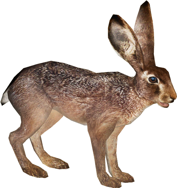 Download HD Jack Rabbit Rabit - Black Tailed Jackrabbit Transparent ...