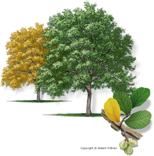 Download HD Cedar Elm Transparent PNG Image - NicePNG.com