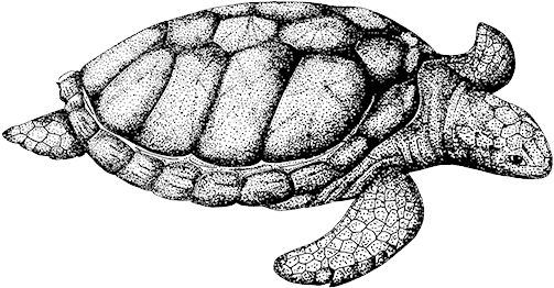 Download HD Filename - - Pawikan Png Transparent PNG Image - NicePNG.com