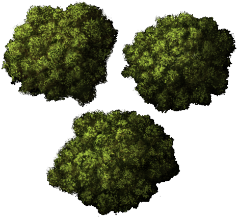 Download Clipart Top Tree - Top Down Trees Png - HD Transparent PNG ...