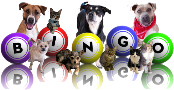 Download HD Picture - Bingo Dogs Transparent PNG Image - NicePNG.com