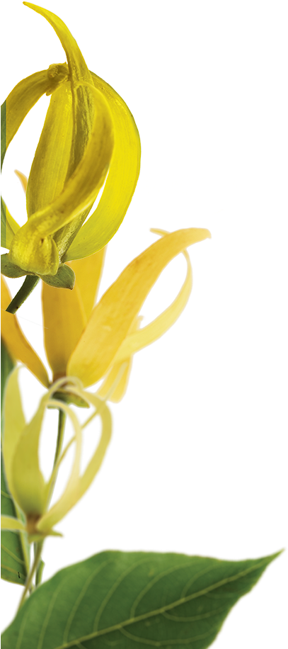 Download Ylang Botanical Left - Klorane Ylang Ylang Png - HD ...