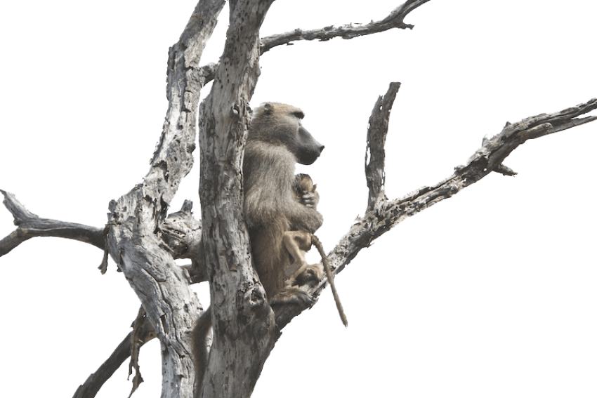 Download Free Png Baboon Png S Png Images Transparent - Baboons - HD ...