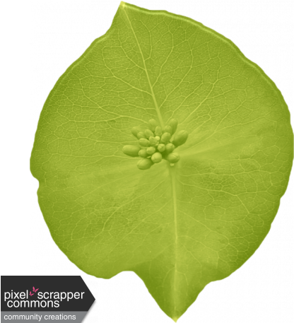 Download HD Garden Leaf From The Jungle - Beach Moonflower Transparent ...