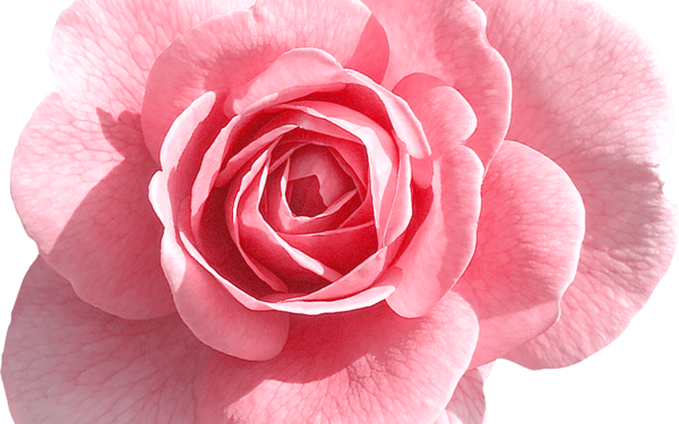 Download Rose Png Tumblr Images Baptism Pinterest Pink Roses, - Hd Pink ...