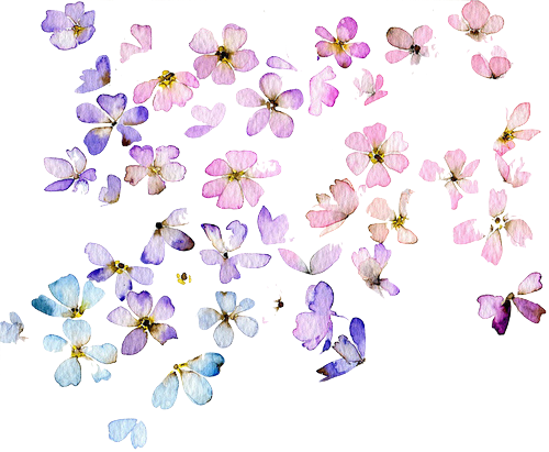 Download HD Image - Iphone Wallpaper Small Flowers Transparent PNG ...