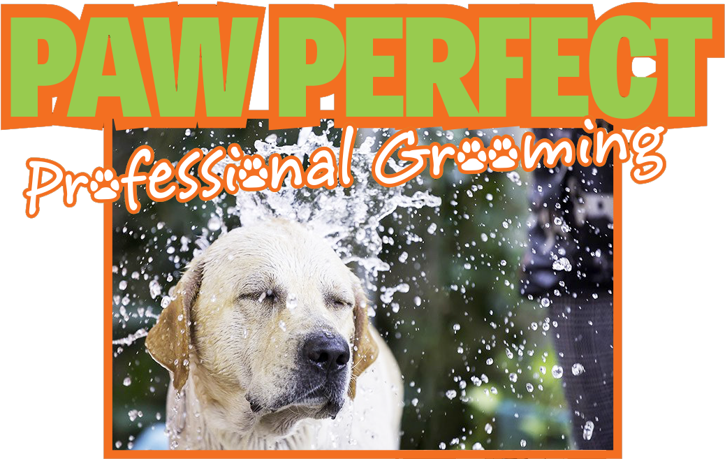 Download HD Grooming - Dog Grooming Transparent PNG Image - NicePNG.com