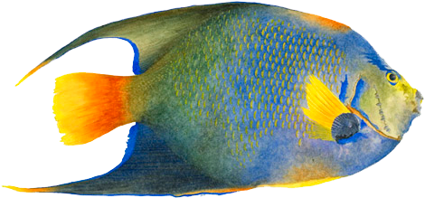 Download HD Angelfish Png Image - Angelfish Png Transparent PNG Image ...