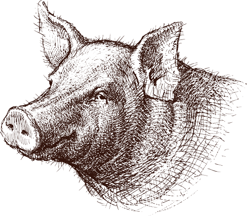 Download HD Hoghead - Drawing Of A Pig Head Transparent PNG Image ...