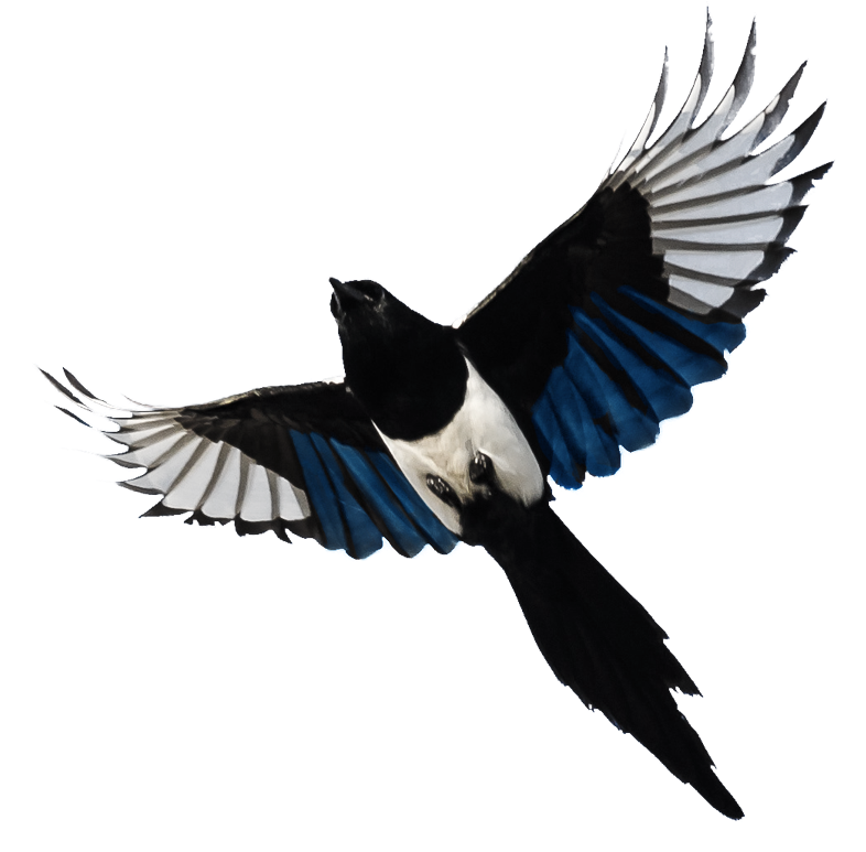 Download A Photo Of A Magpie Flying - Photograph - HD Transparent PNG ...
