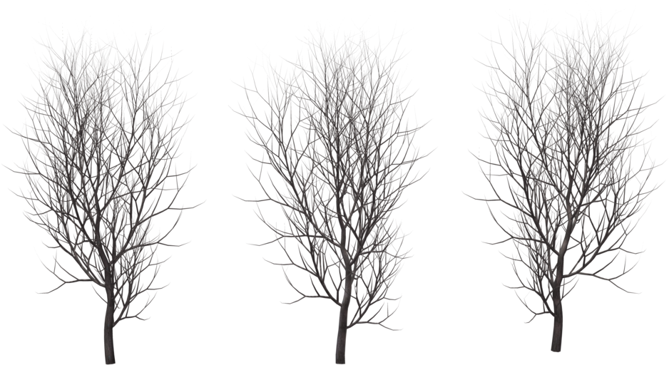 Download Winter Tree Png Transparent - HD Transparent PNG - NicePNG.com