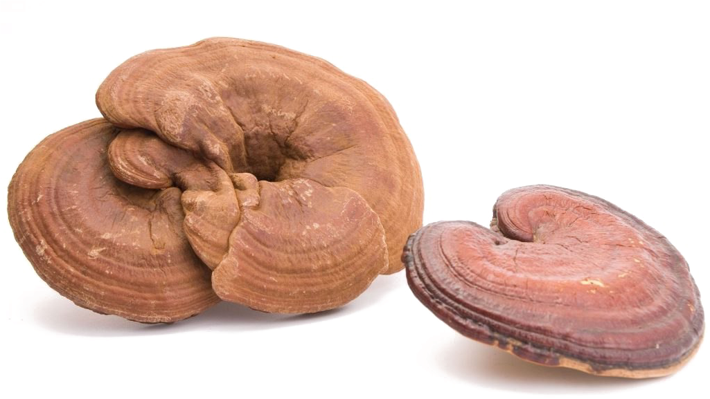 Download HD Toadstool Png Photo - Ganoderma Lucidum Transparent PNG ...