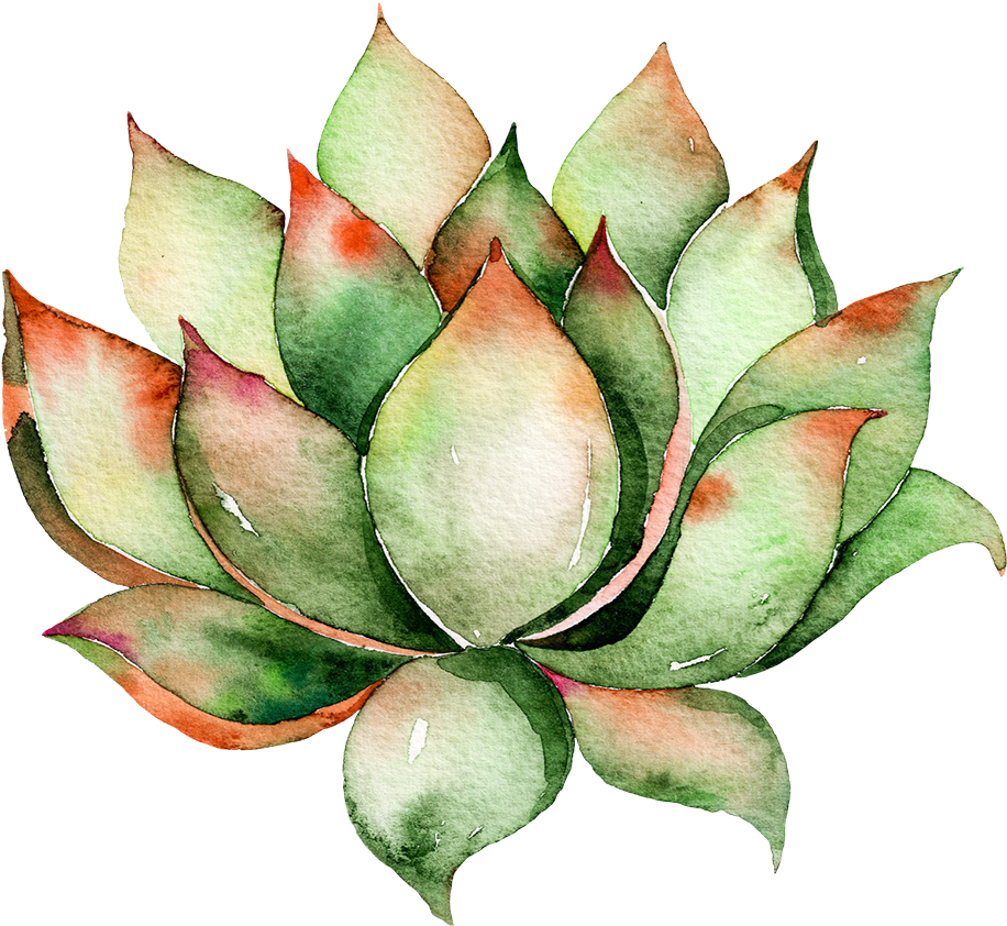 Download HD Watercolor Succulent Png Clip Art Download - Kingtex Bright ...