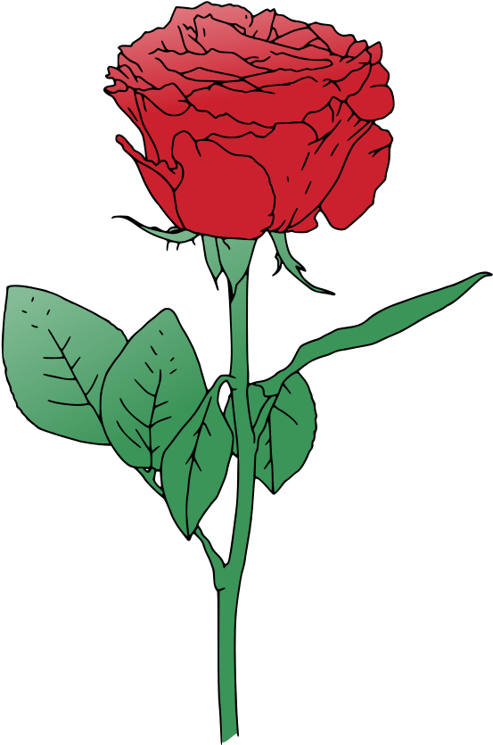 Download Single Red Rose Vector - Rose Flower Vector Png - HD ...