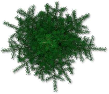 Download Pine Tree Top View Png Pine Tree Plan View Pine Tree - Pine ...