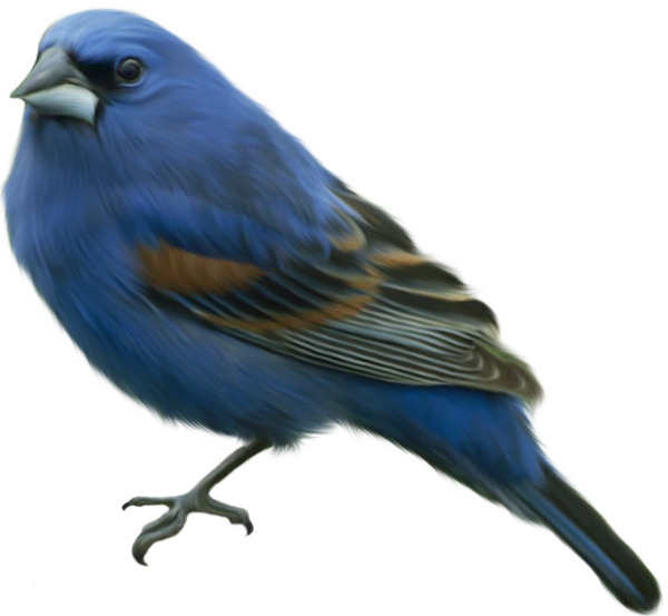 Download HD Bluebird Clipart Transparent - Canary Bird Transparent PNG ...